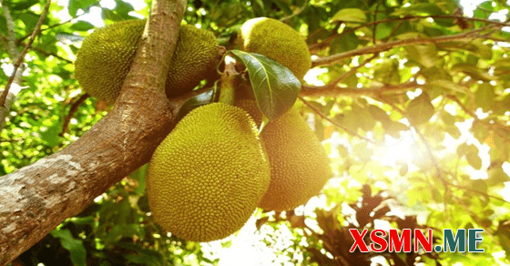 Nằm mơ thấy quả mít đánh con gì? Mơ thấy quả mít là điềm gì?