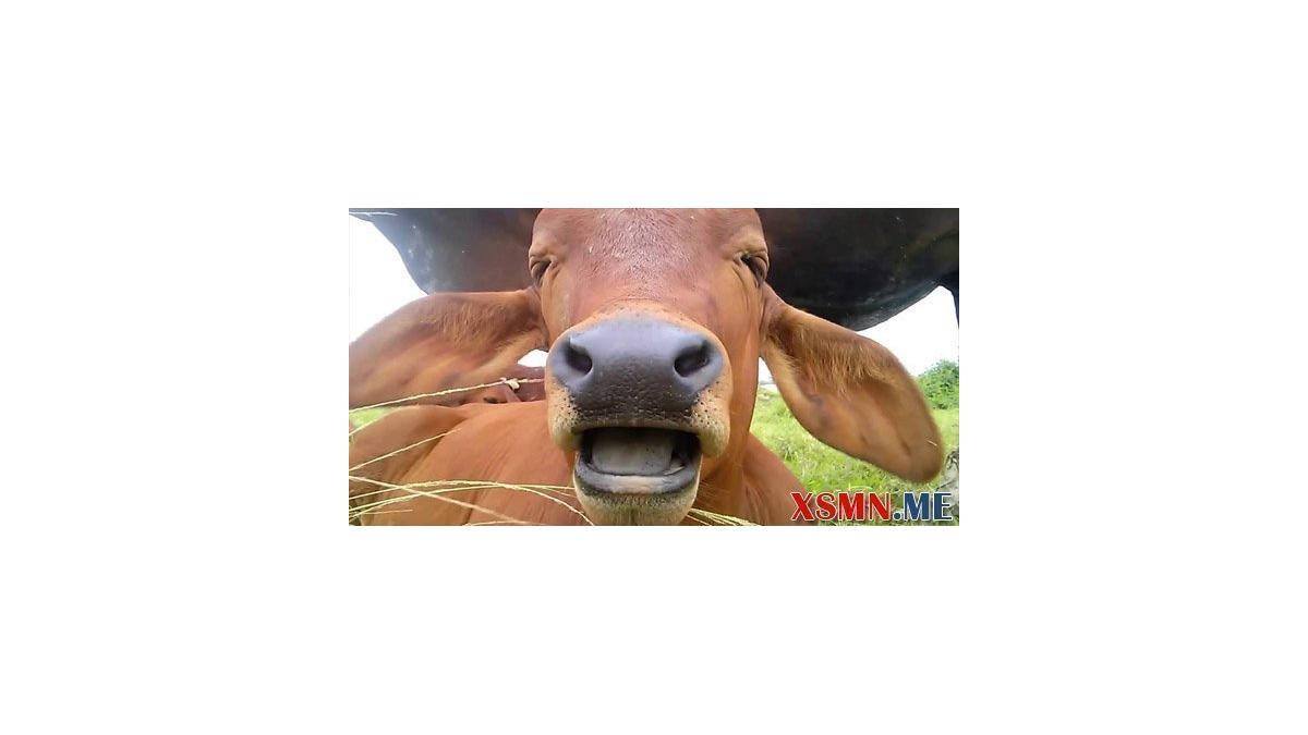 Giải mã giấc mơ thấy bò đánh con gì? - Ý nghĩa nằm mơ thấy bò